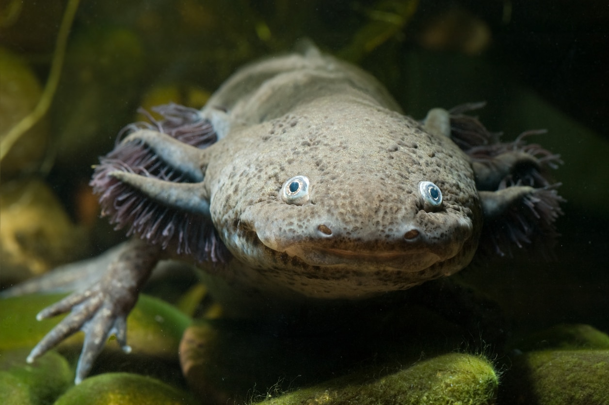 Taking a Closer Look at the Anatomy of an Axolotl - Blue Planet Aquarium